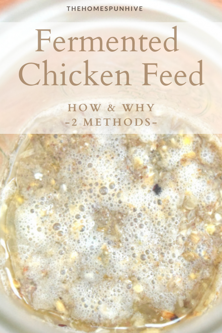 Fermented Chicken Feed - How & Why | The Homespun Hive